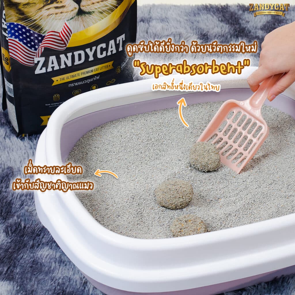 PET2GO - New zandycat